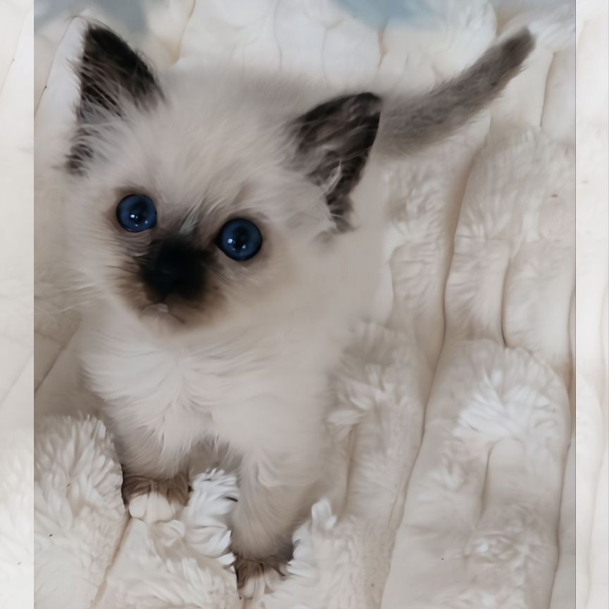 Бирманский котёнок