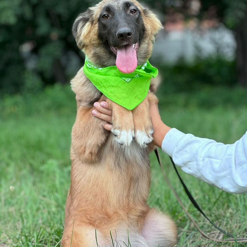 Щенок подросток пропадает в приюте