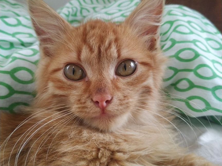 Котенок рыжий мальчик