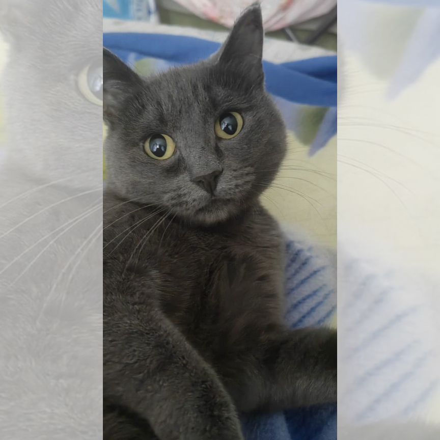Кошки