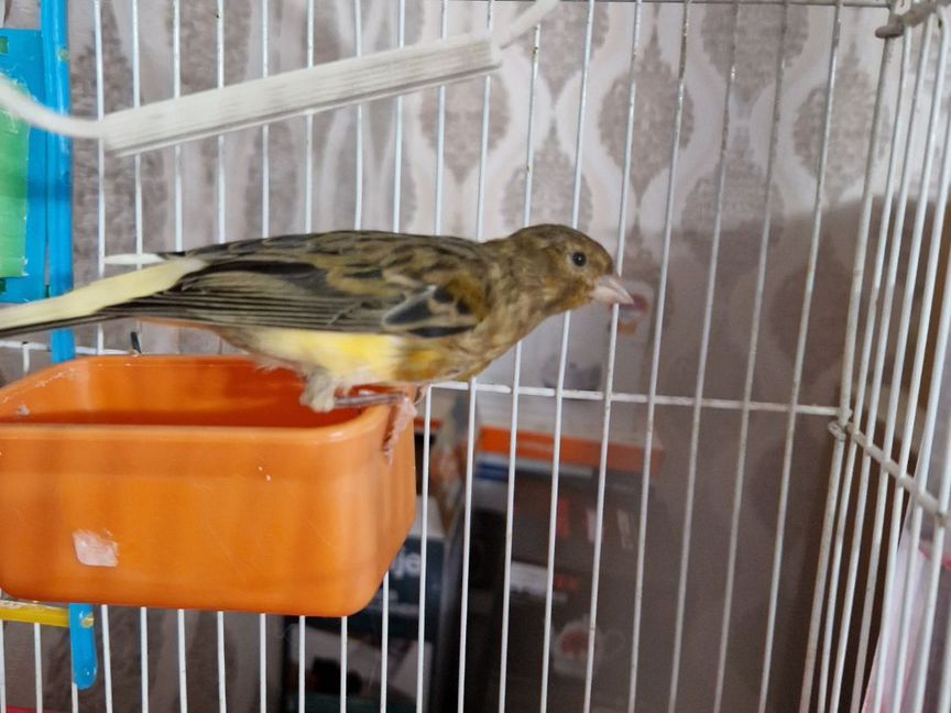 Кенара и канарейки