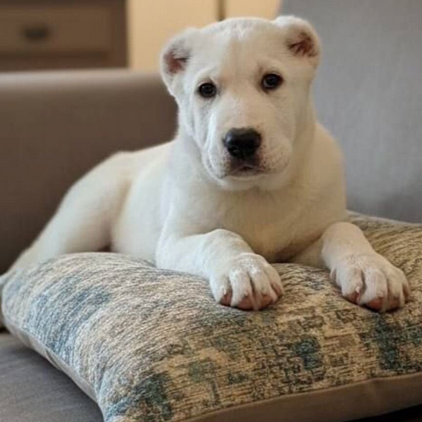 Среднеазиатская овчарка, щенок