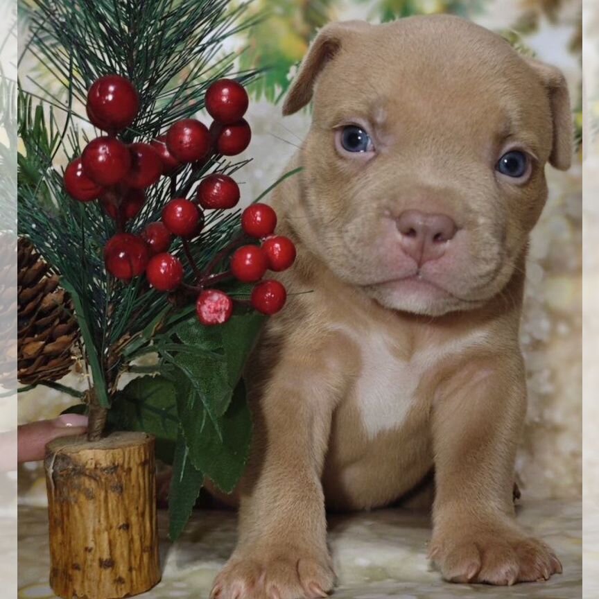 Американский булли, щенок