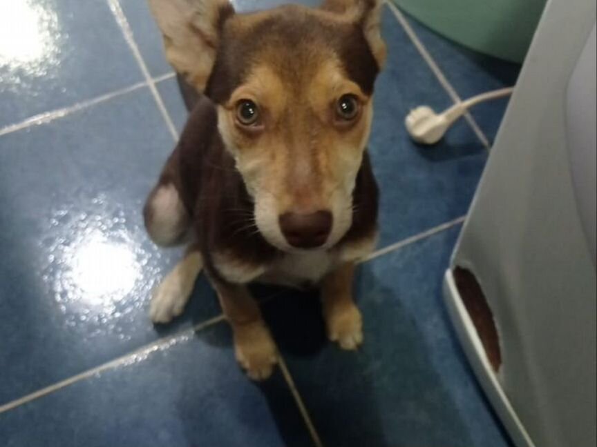 Собака в добрые руки отдам бесплатно