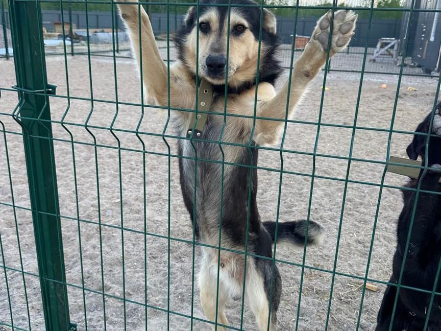 Собака мальчик бесплатно