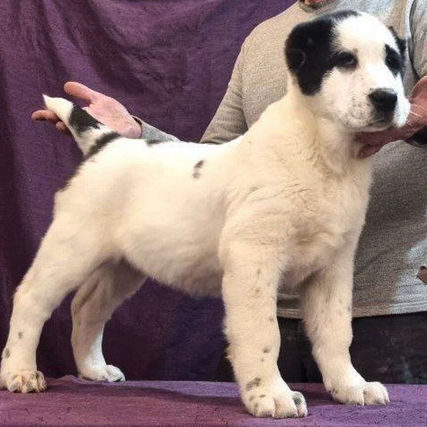 Щенки Алабая