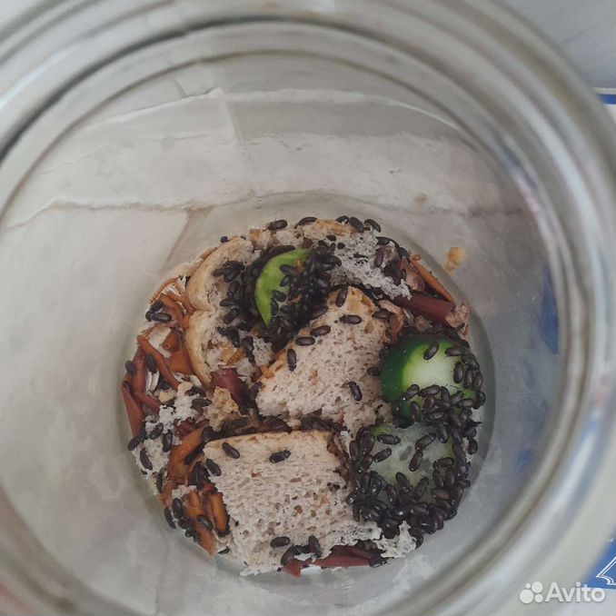 Жук знахарь