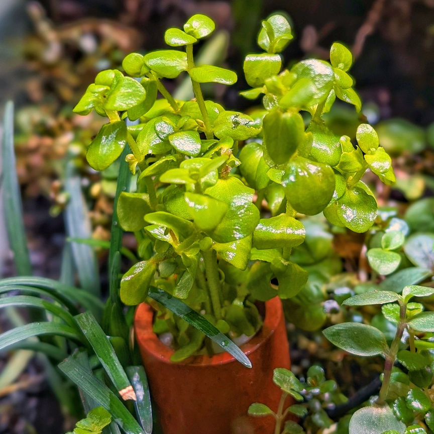 Бакопа австралийская Bacopa australis