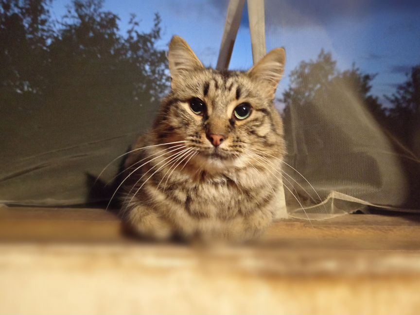 Кот с редким именем Барсик