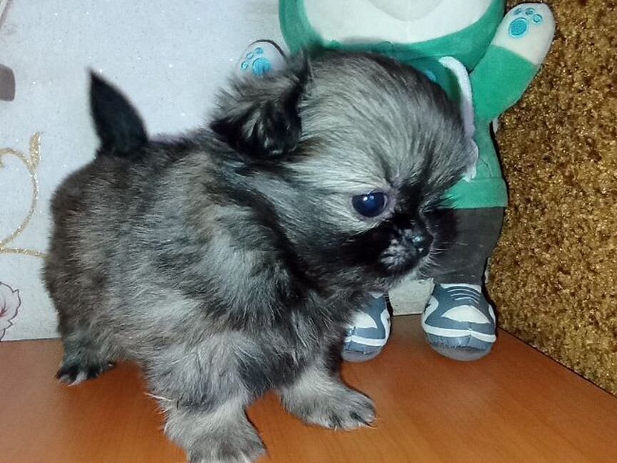 Домашние животные собаки щенки