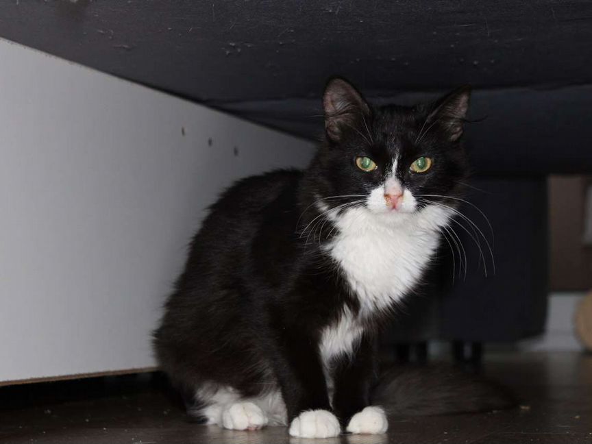 Пушистик в дар, котенок