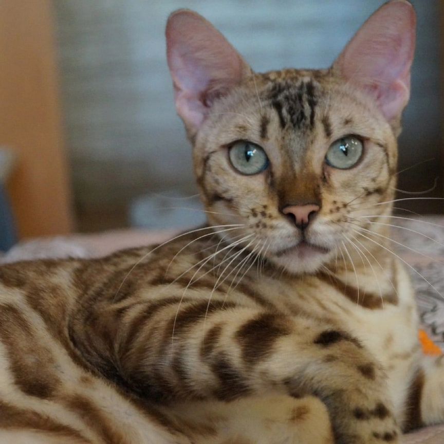 Бенгальская кошка, взрослая