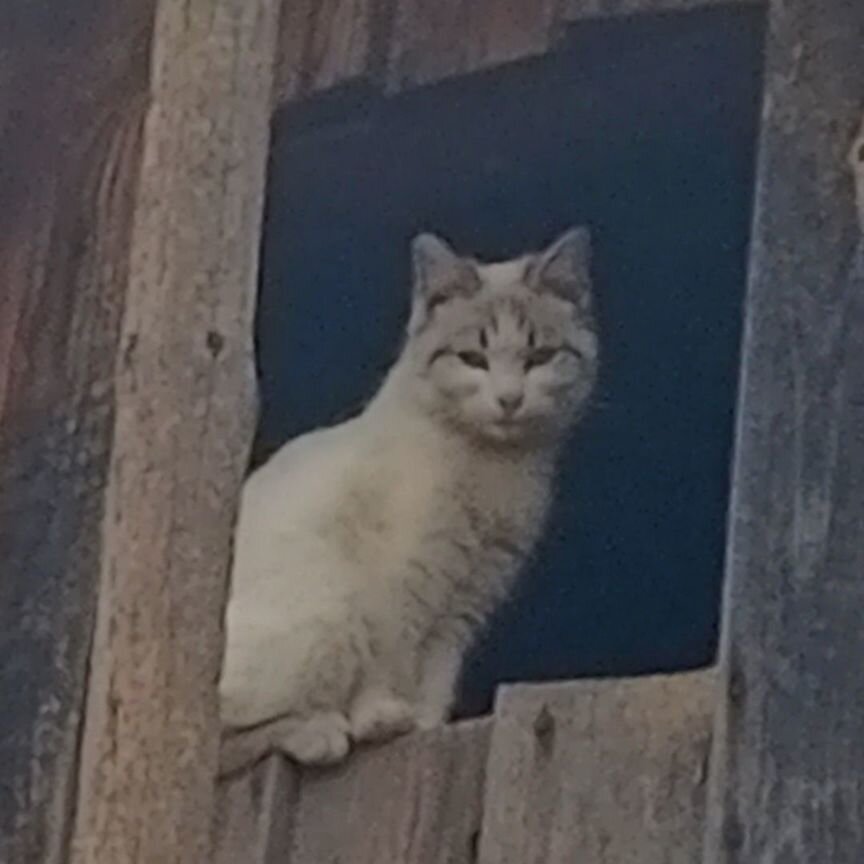 Отдам в добрые руки котика и кошечку с. Балтым