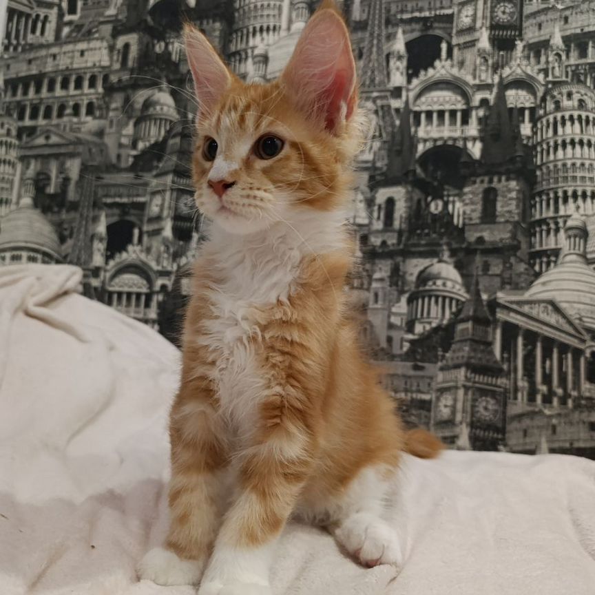 Мейн-кун котёнок