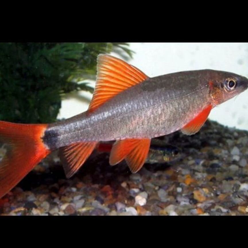 Рыбка Лабео таиландский, зелёный