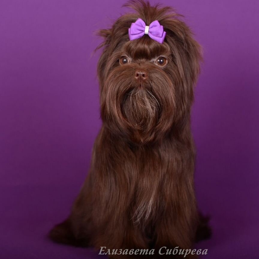 Шоколадная принцесса