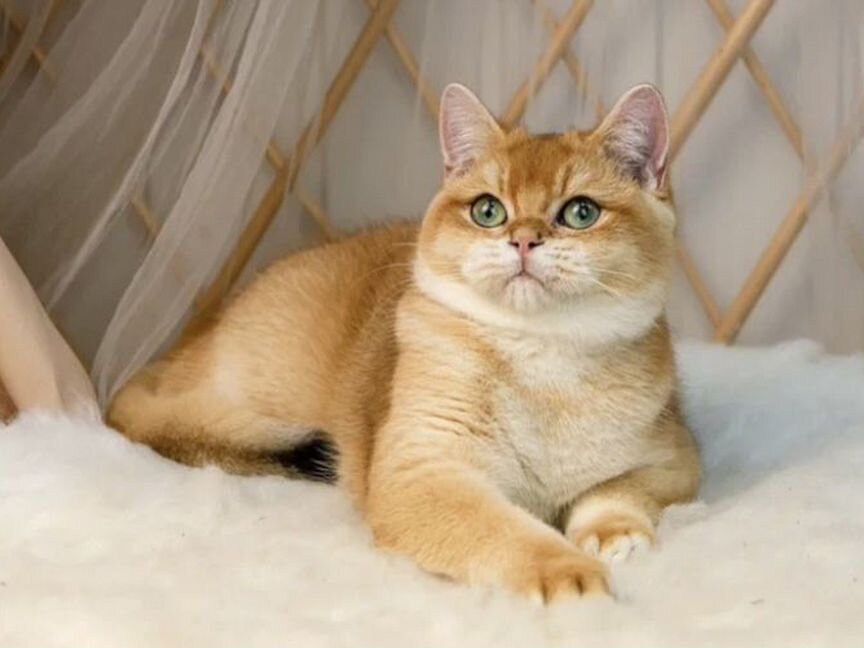 Британский котик золотая шиншилла