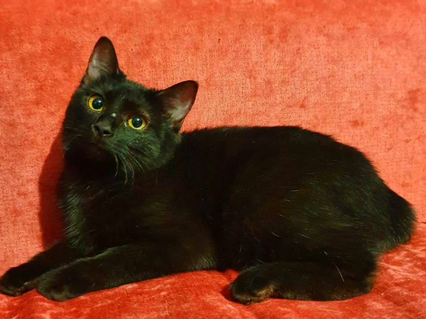 Котенок Стеша