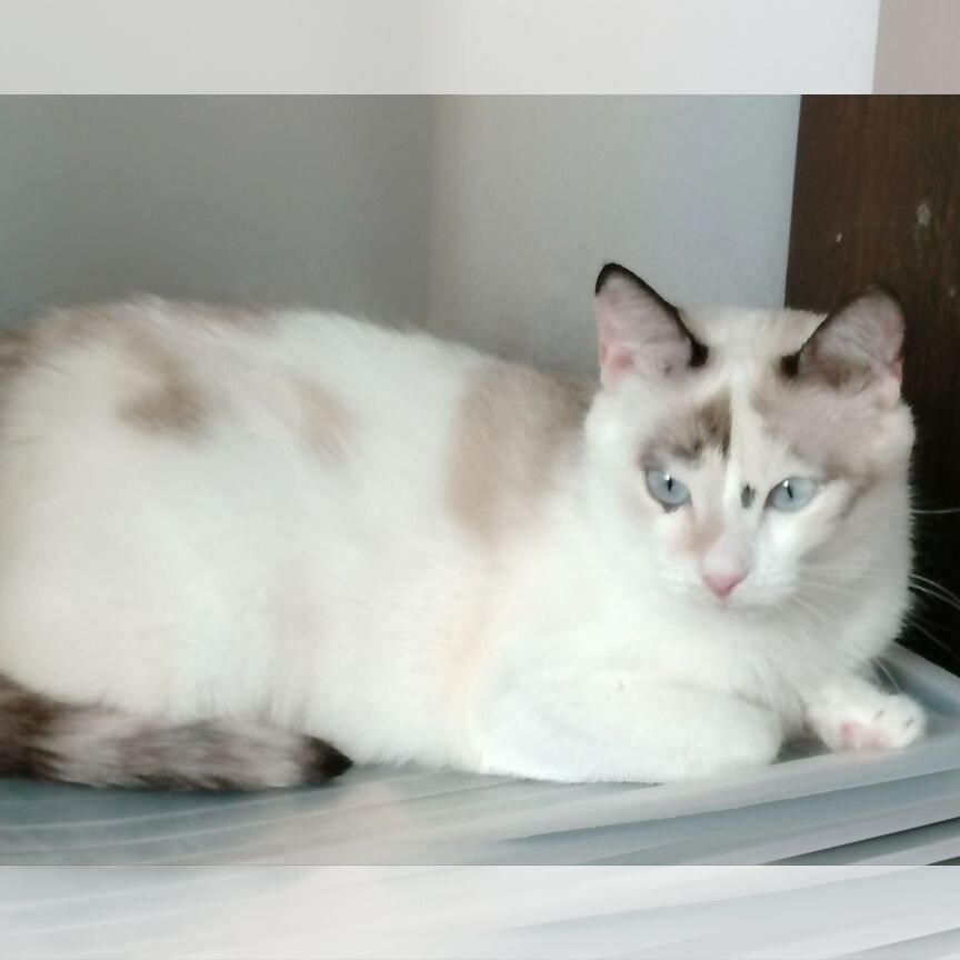 Взрослая, кошка в добрые руки