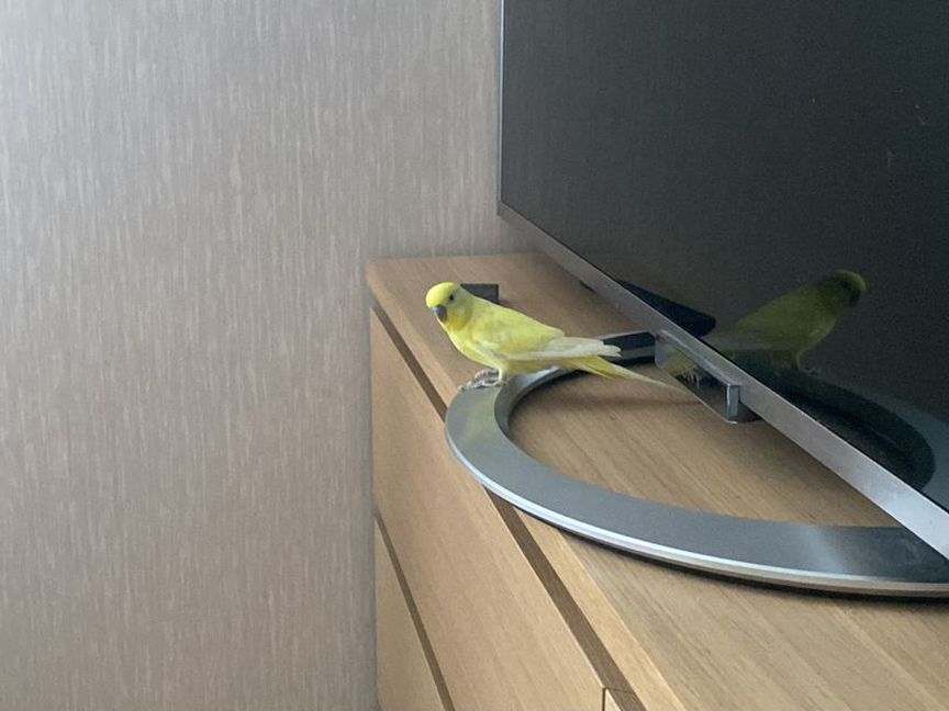 Отдам попугая