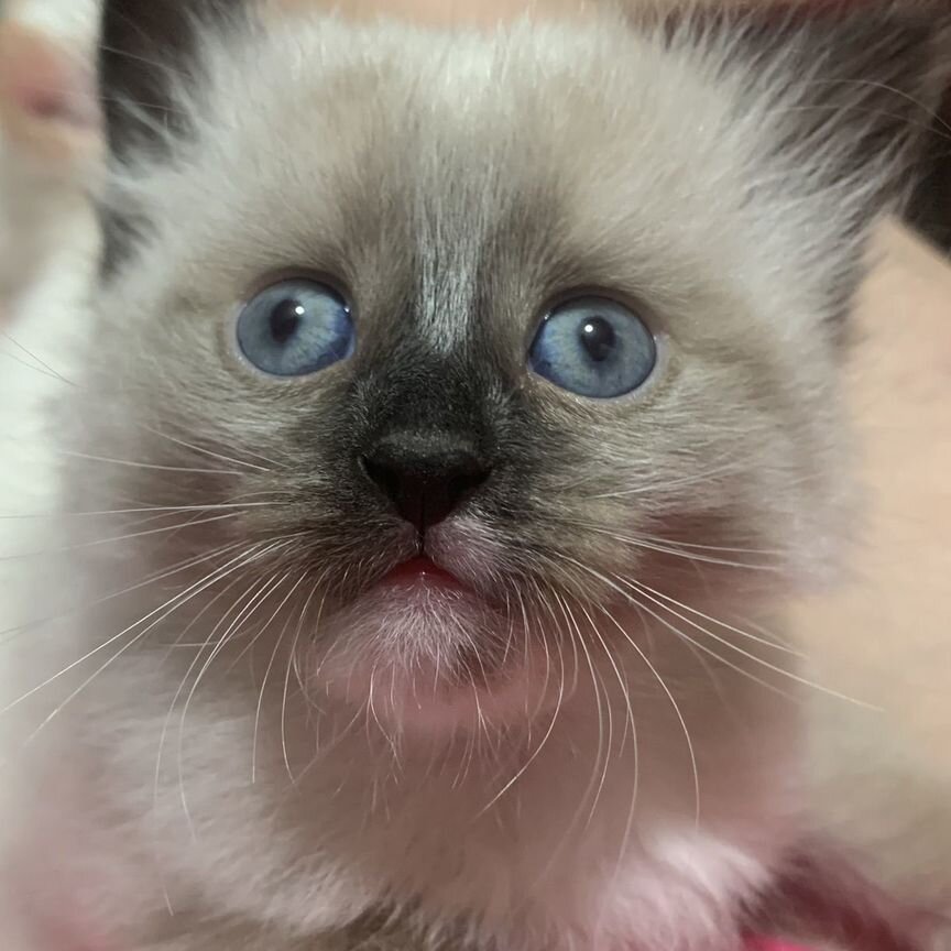 Котенок девочка Невской маскарадной