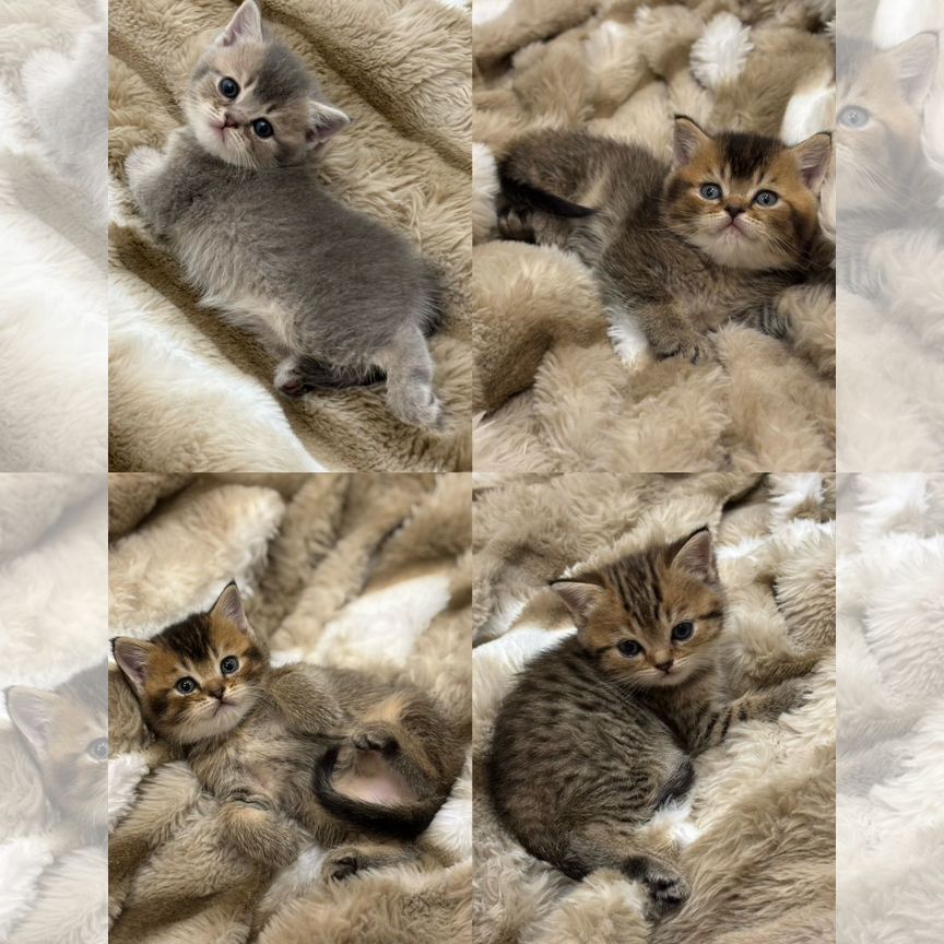 Шотландский прямоухий короткошёрстный котёнок