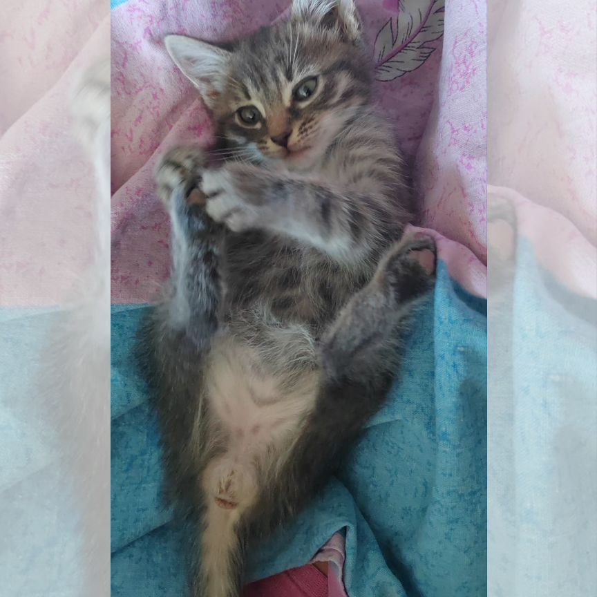 Британский котенок