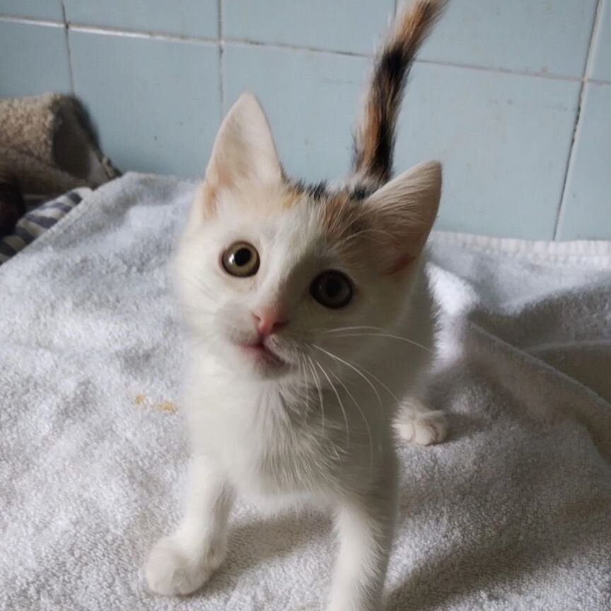 Котенок Тося