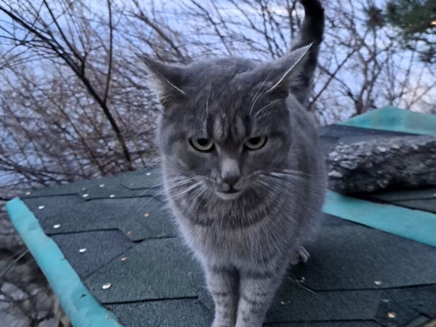 Пристроить кошку