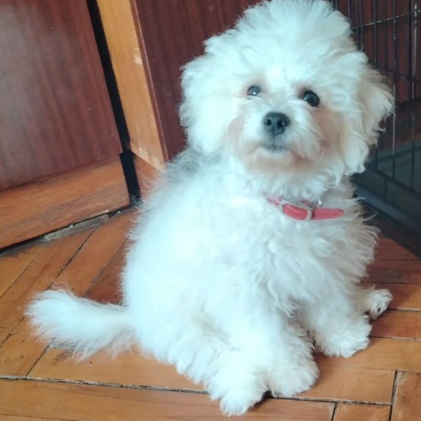 Бишон фризе