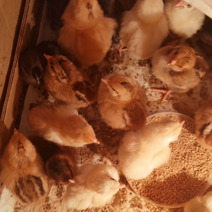 Цыплята суточные