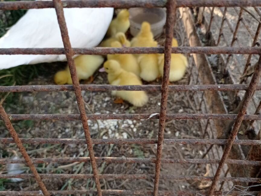 Продам уток