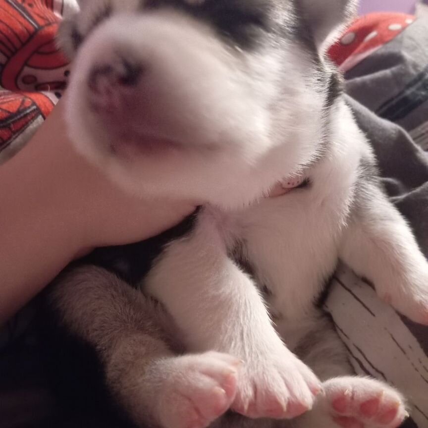 Продам сибирский хаски