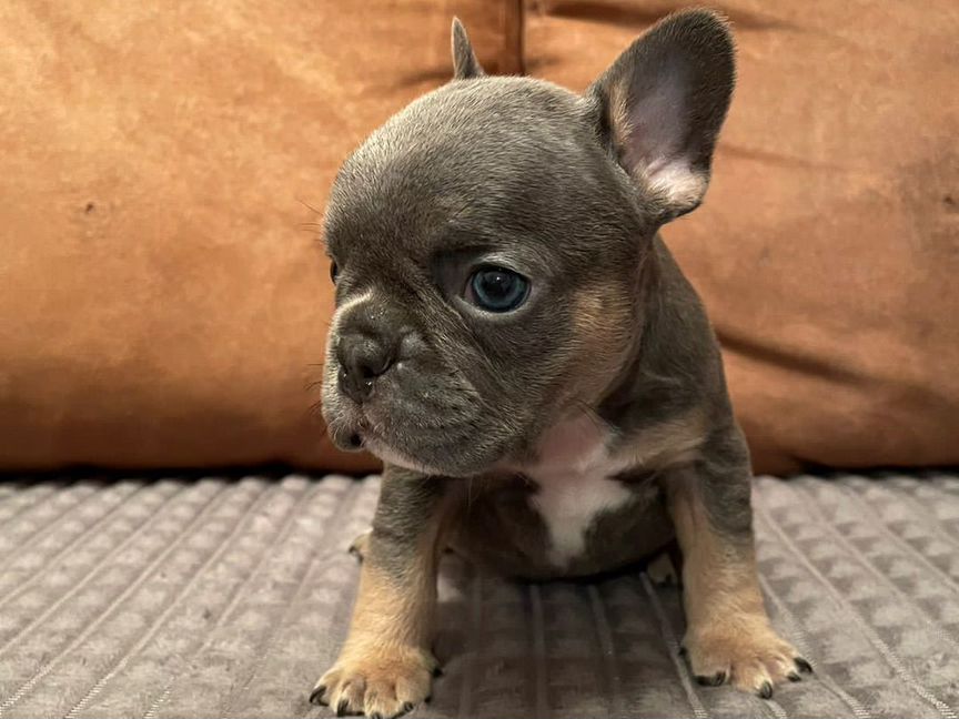 Французский бульдог голубой