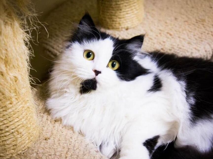 Котики из приюта в добрые руки