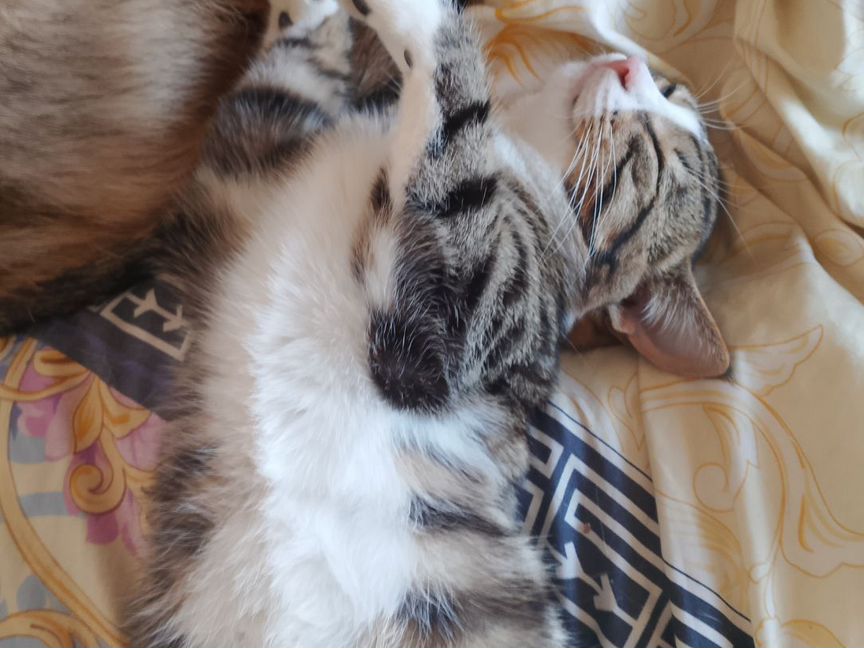 Котята подростки в добрые руки