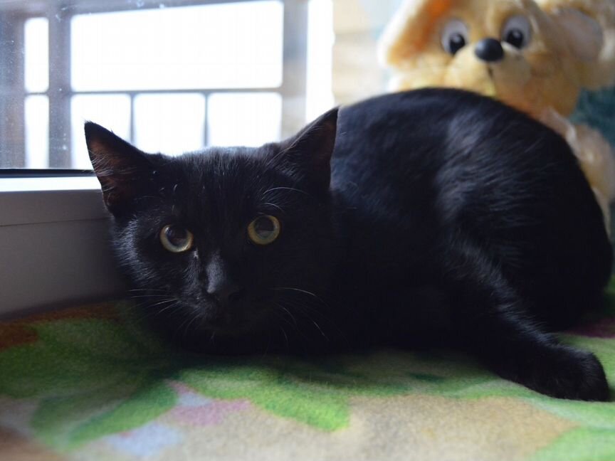 Кошка в дар бесплатно