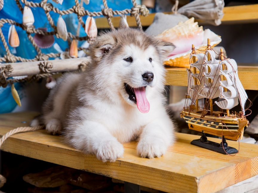 Аляскинский маламут