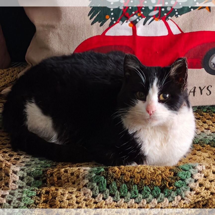 Взрослый кот в добрые руки