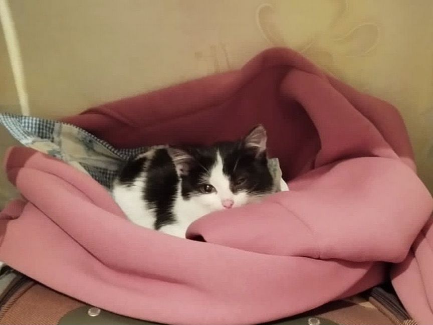 Котенок в ответственные руки