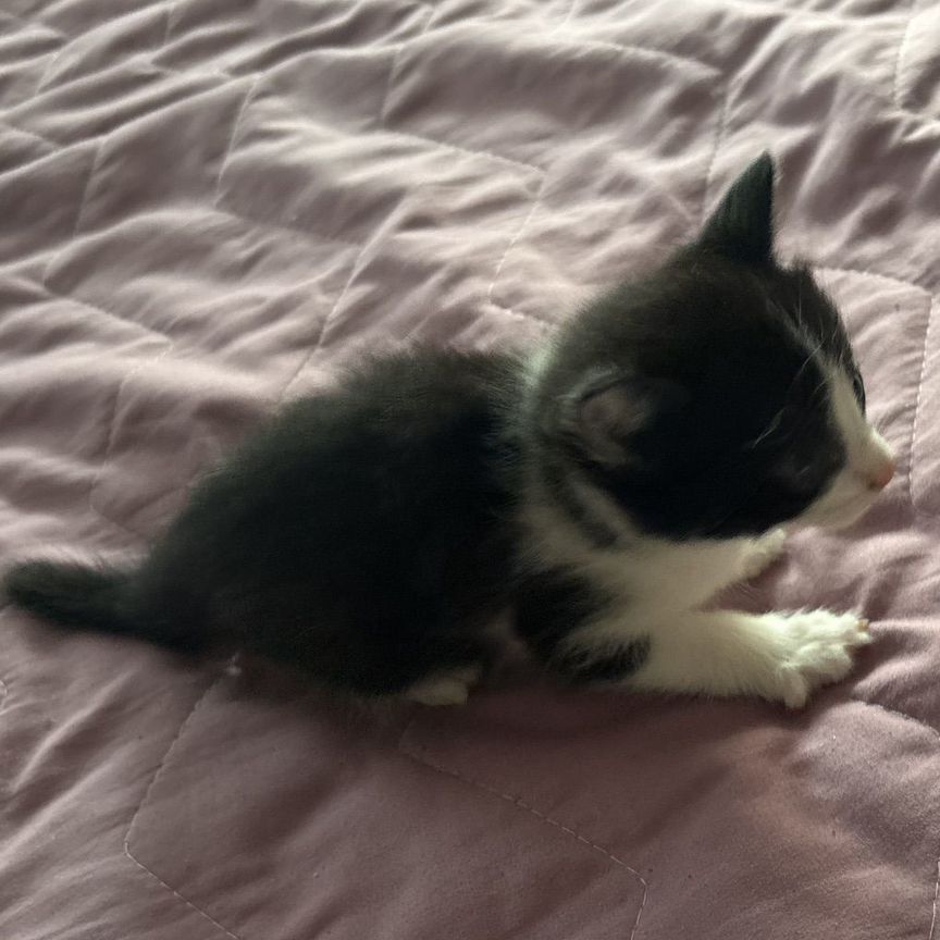 Котёнок в добрые руки