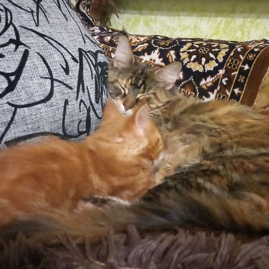 Мейн-кун котёнок