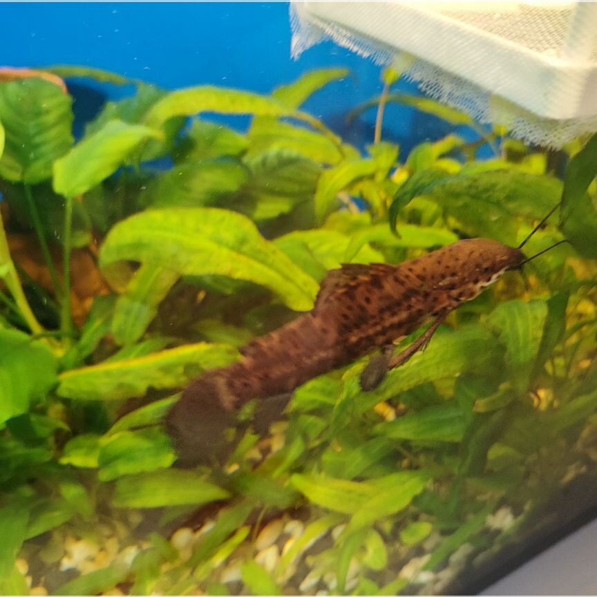 Сомик таракатум