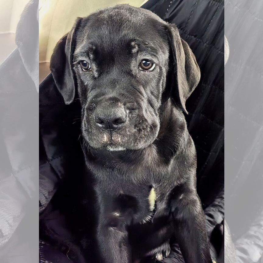 Щенки кане корсо