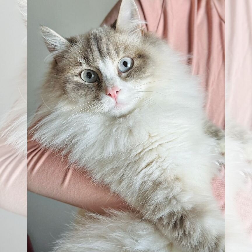 Невский маскарадный котёнок