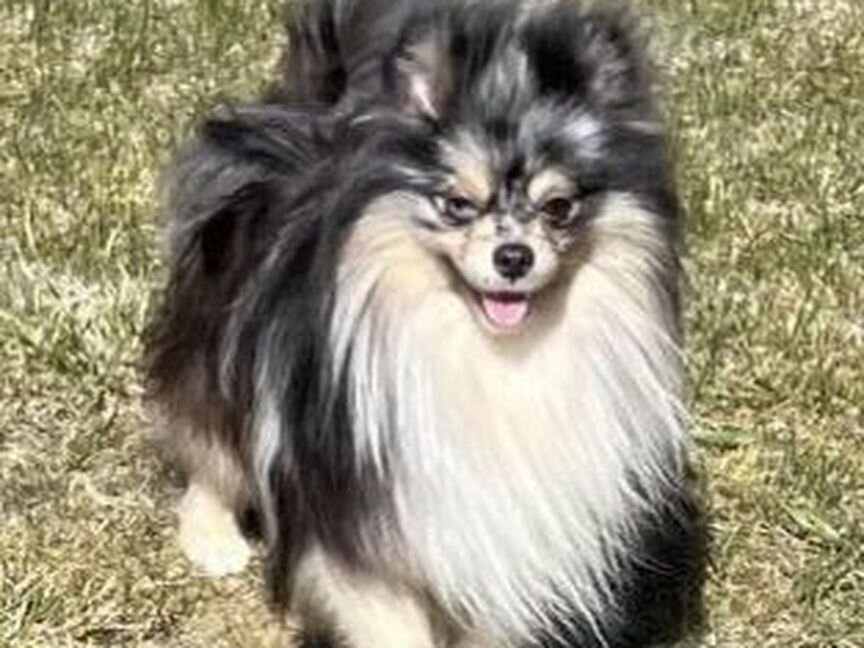 Шпиц кобель