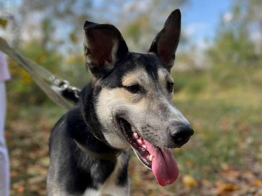 Гуффи ищет дом