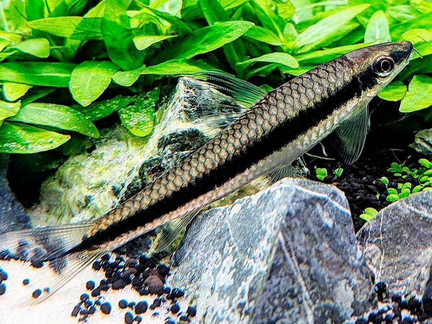 Сиамский водорослеед