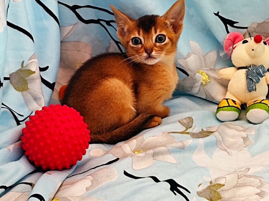 Абиссинские котята