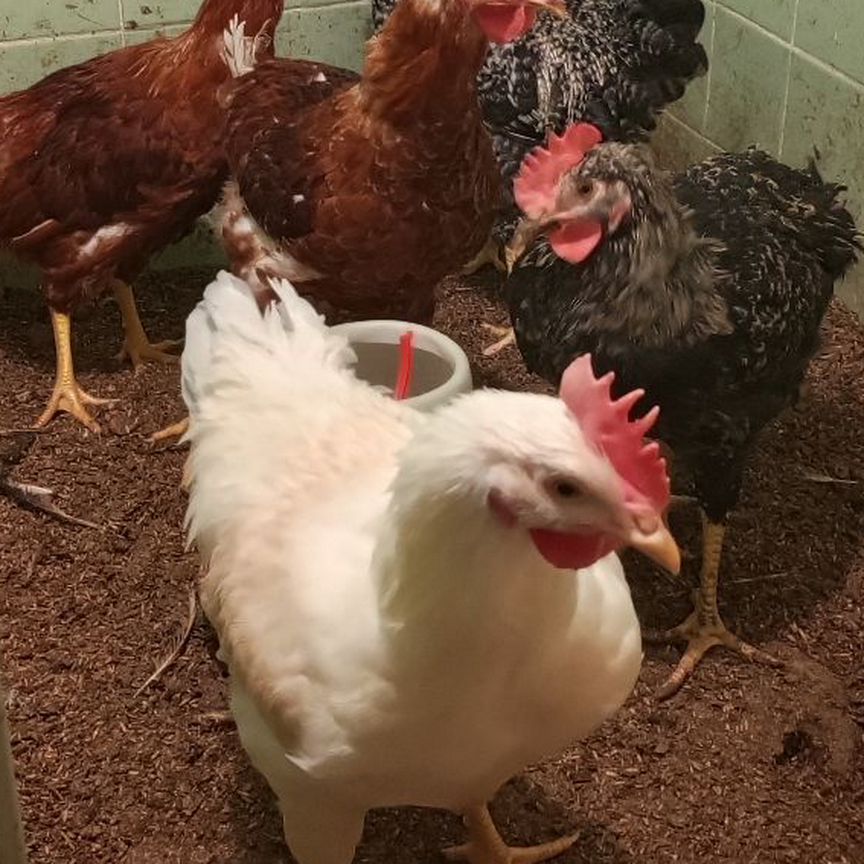 Петухи микс 4-5мес